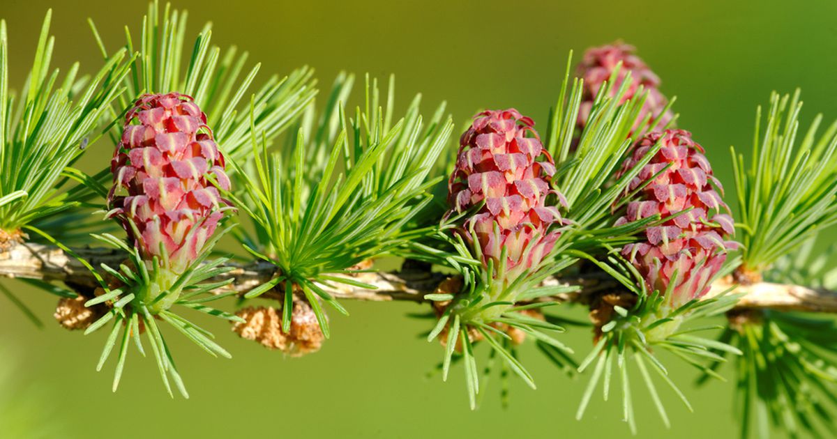 Macesen – cvet samozaupanja - Sensa.si