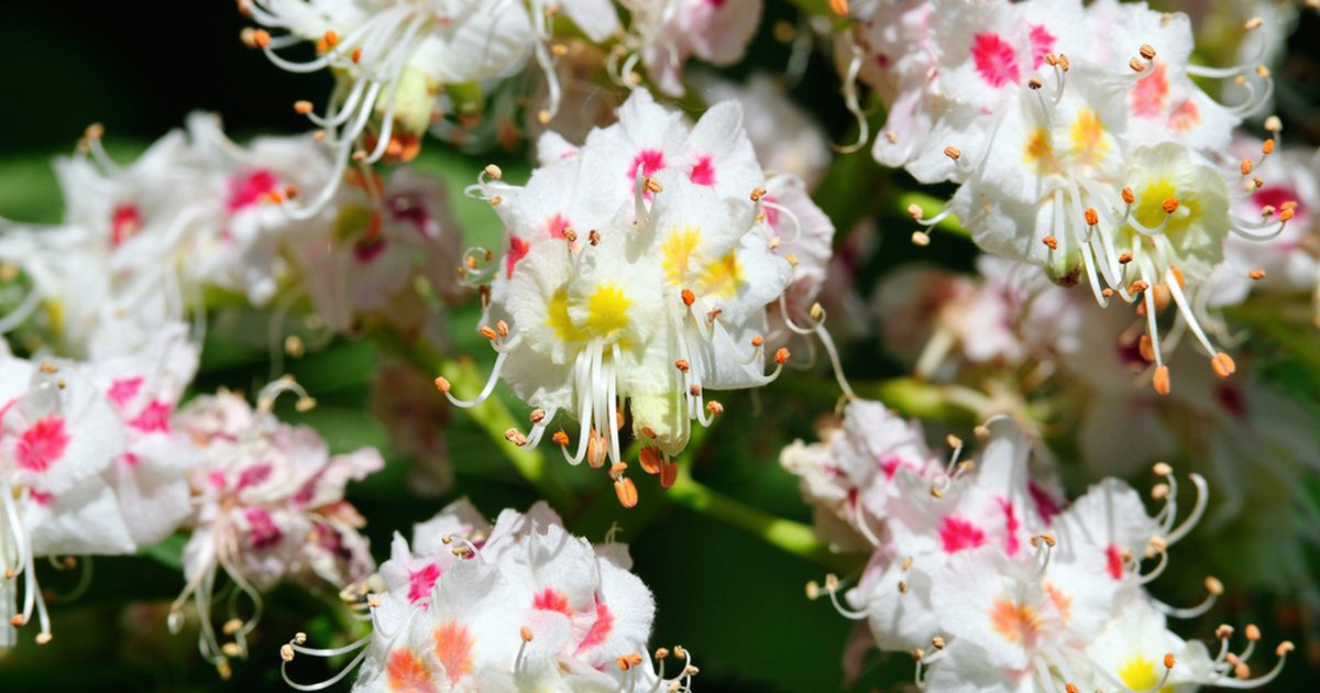 Beli kostanj - cvet mišljenja - Za vse čute - Sensa.si