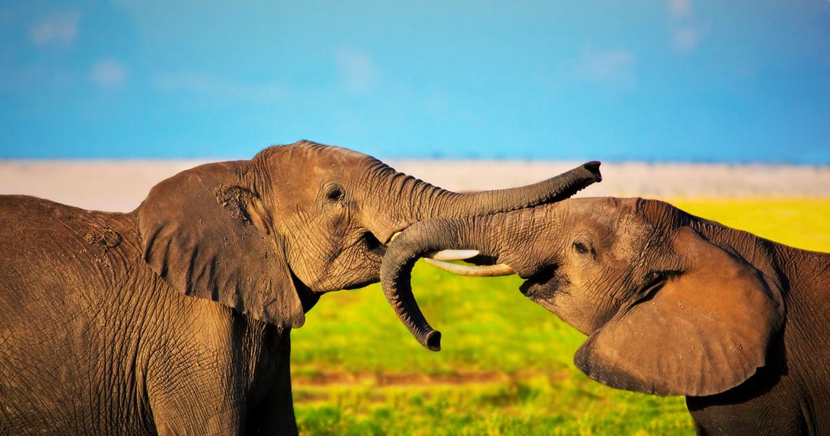 Ko je slon ugotovil, da ga poskušajo rešiti, se je zjokal - Sensa.si