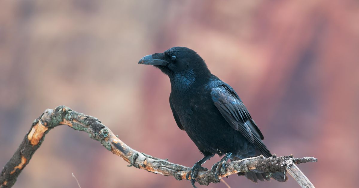 Kakšno sporočilo prinašajo črne vrane? - Sensa.si