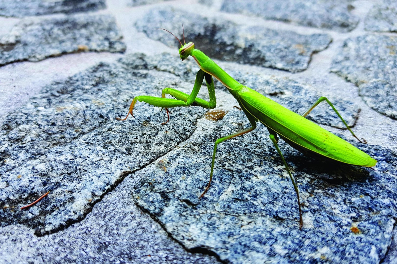 Kaj pomeni, če srečate bogomolko? - Sensa.si