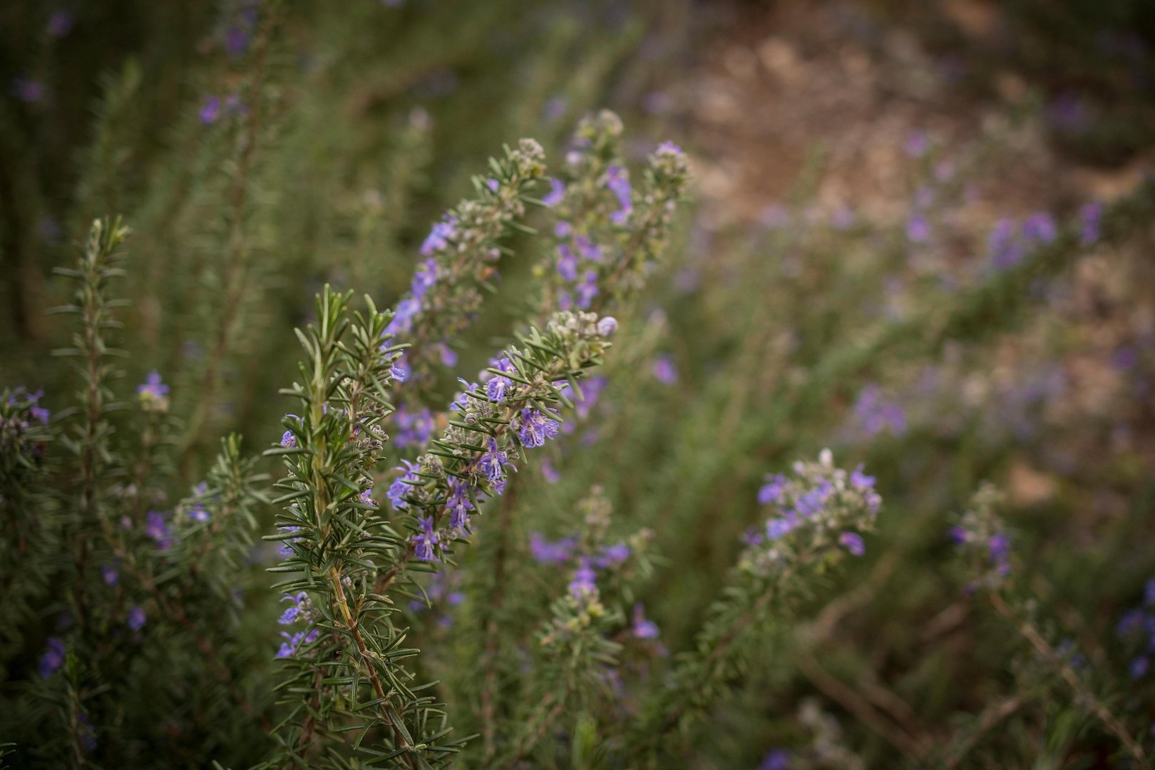 To so rastline, ki odganjajo KOMARJE - Sensa.si