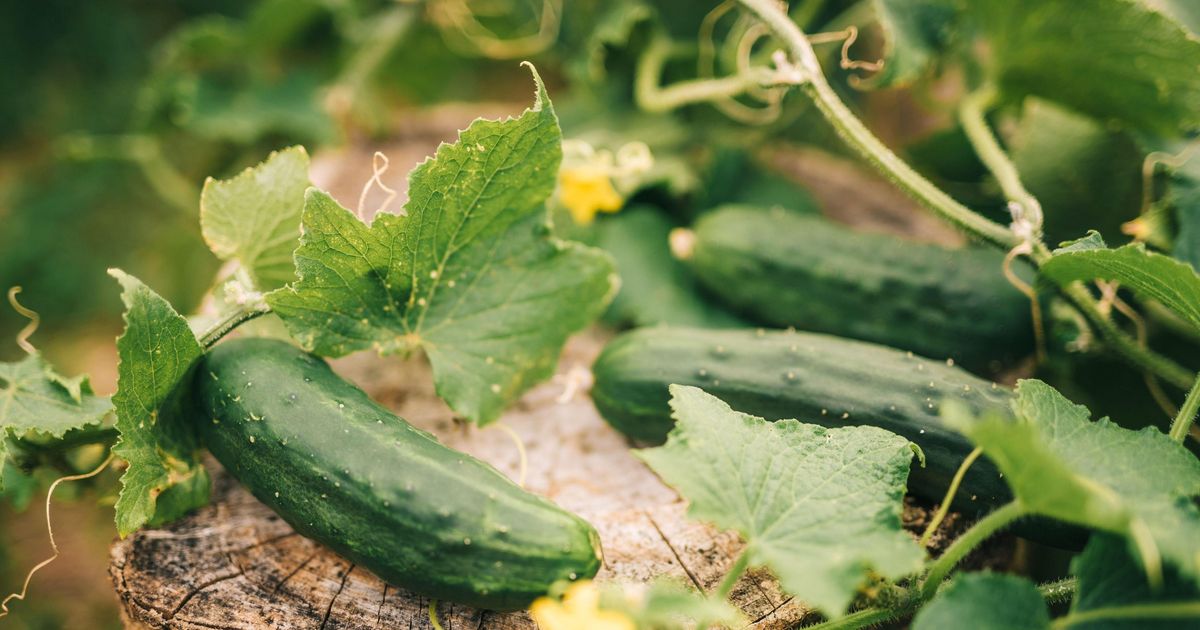 Naravno gnojilo za hitrejšo rast KUMAR: zmešajte 2 sestavini in jih ...