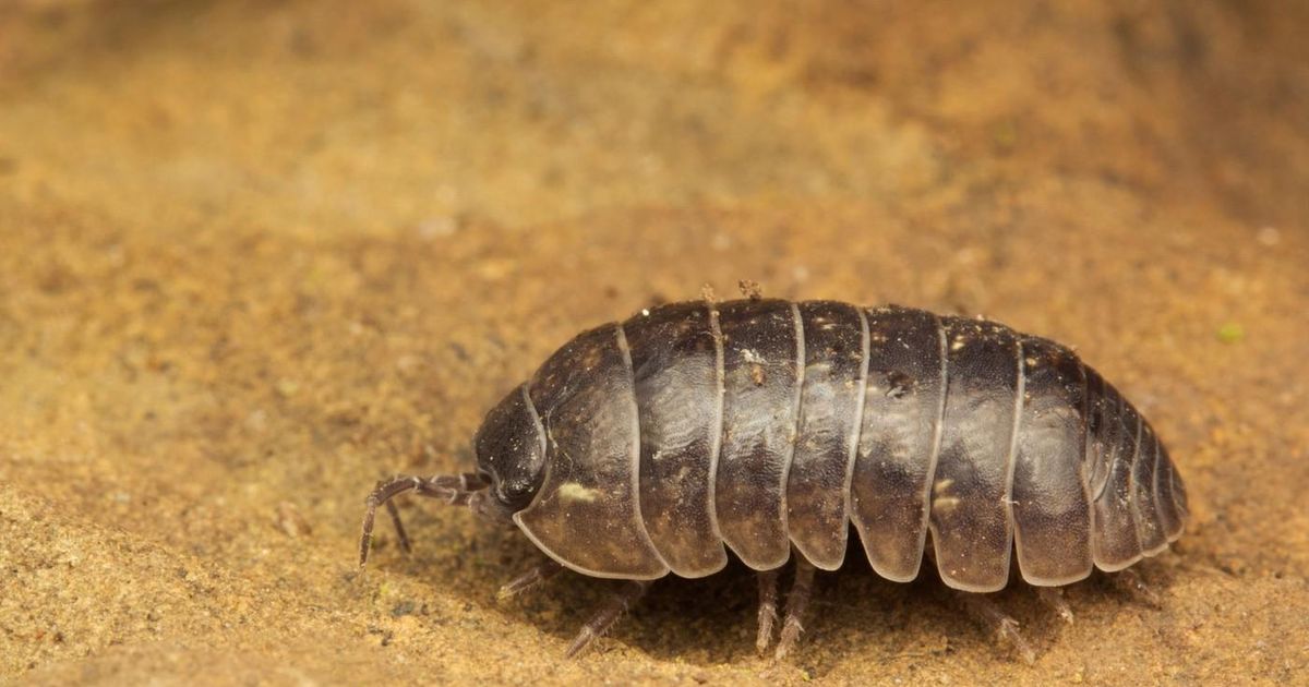 Ta živalca morda ni videti privlačna, vendar je za zemljo zelo pomembna ...