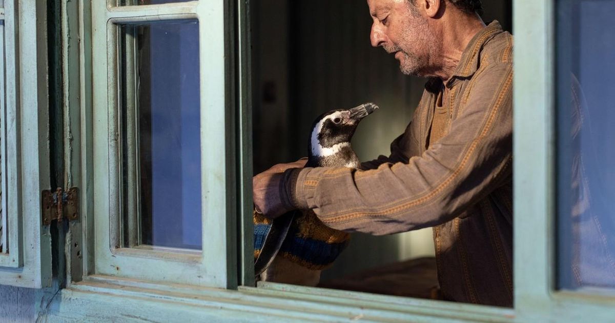 Pomembne lekcije, ki se jih lahko naučimo od PINGVINOV - Za navdih ...
