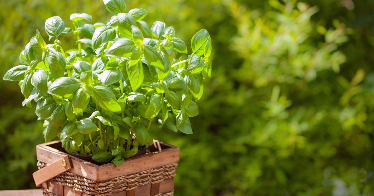 Bazilika naj bi prinašala SREČO, ta rastlina pa smolo: to so že skoraj ...