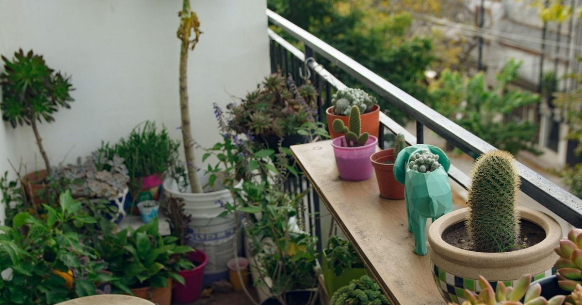 Kako poskrbeti, da vam rastline ne ovenijo, ko ste na dopustu? - Sensa.si