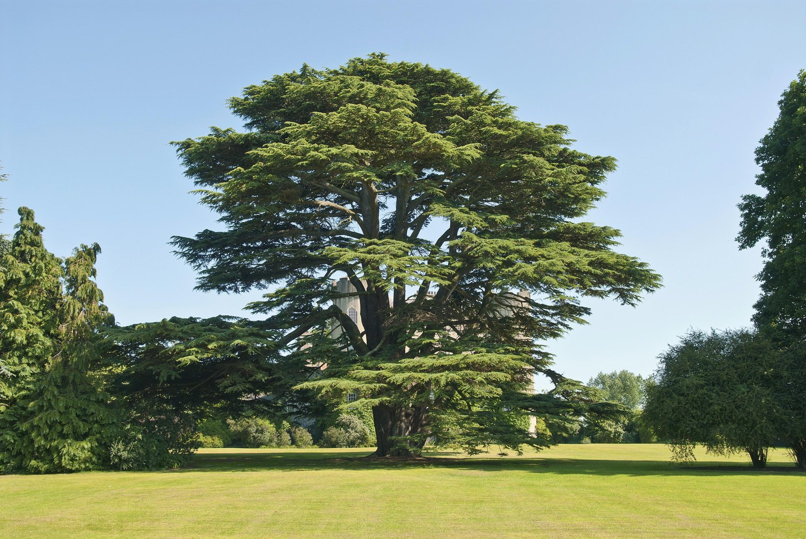 Drevo, ki ga dobro imeti na svojem dvorišču: velja za čarobno, njegovo ...