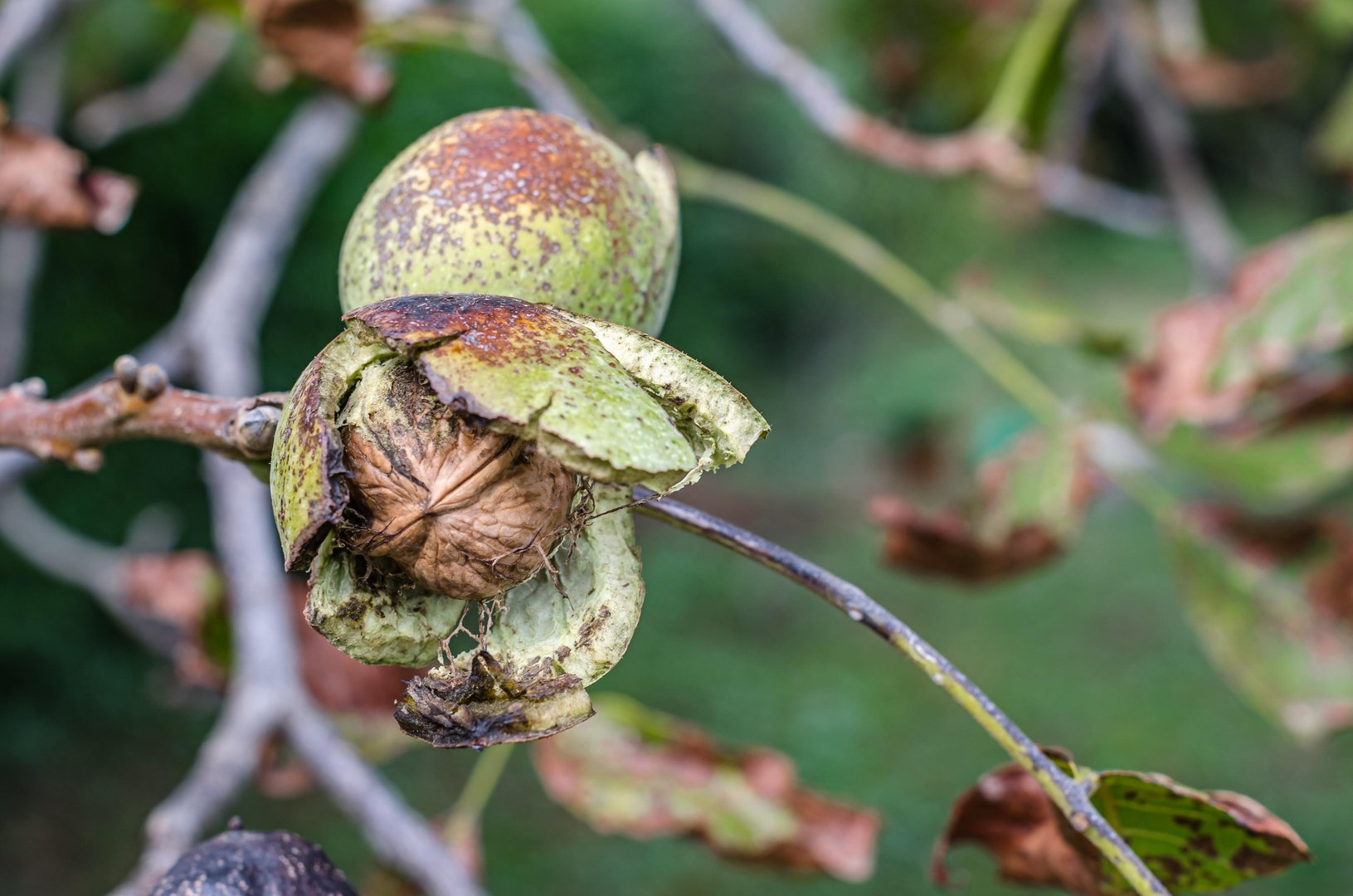 Ga imate na svojem dvorišču tudi vi? To drevo naj bi v dom prinašalo ...