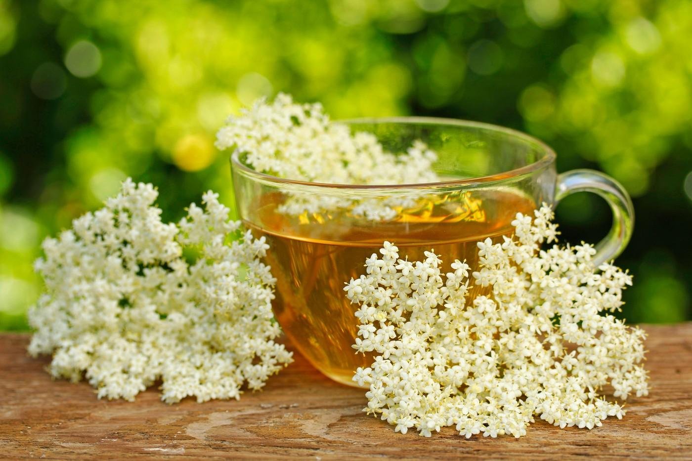 Sveta rastlina, ki zdaj začenja cveteti – čisti telo in varuje dušo ...