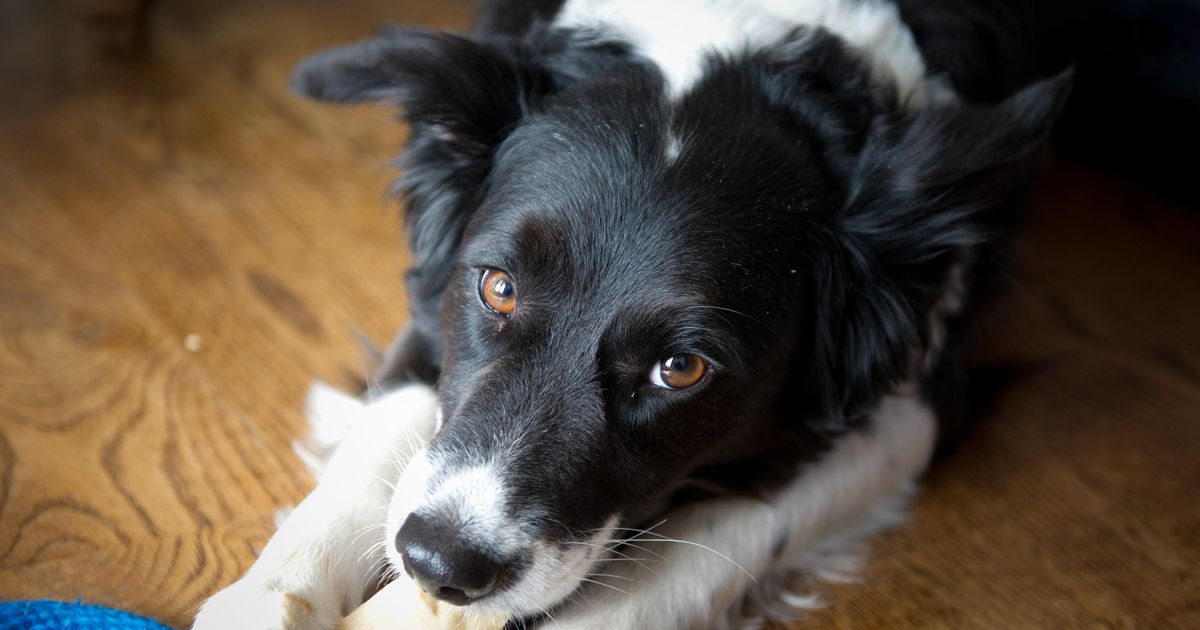 Genijalci med psi: te pasme veljajo za izredno inteligentne, a hitro ...
