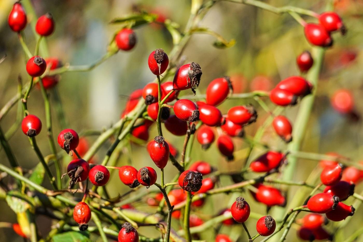 Šipek vsebuje 10- do 20-krat več vitamina C kot limona! - Sensa.si