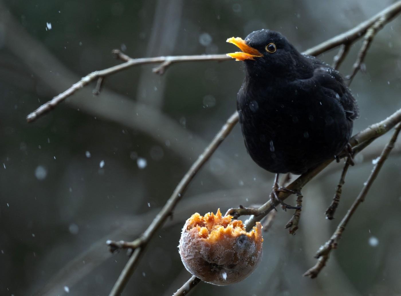 Kaj ima kos najraje? Če želite, da vas obišče, mu na tla nastavite ta ...
